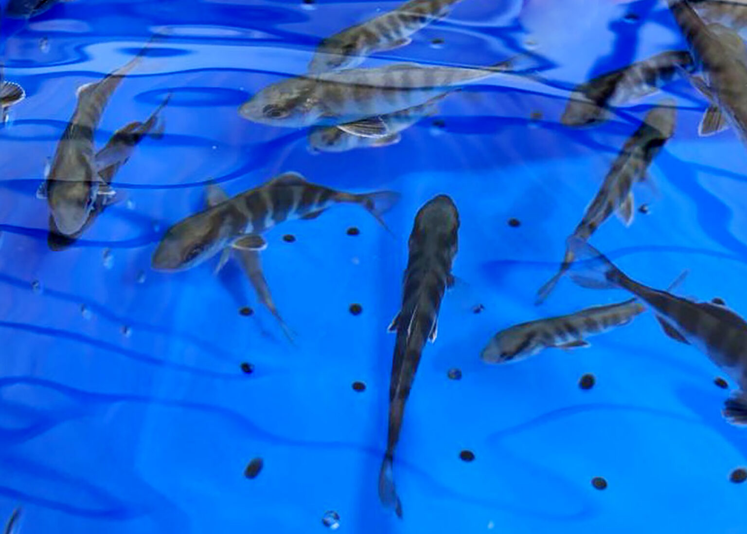 EL plan de consolidación del cultivo de la seriola presenta resultados ...