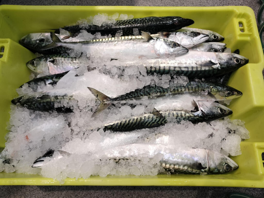 La flota vasca inicia la campaña de verdel que en pocos días se agotará ...